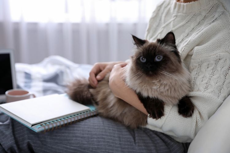 How to Become Your Cat’s Favorite Human in 15 Easy Steps