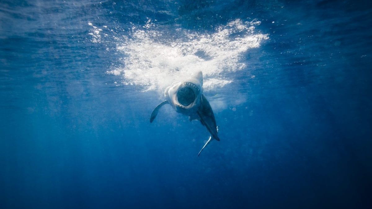 Peppino Fappani rimasto ferito nell’attacco dello squalo in Egitto: “Si ...