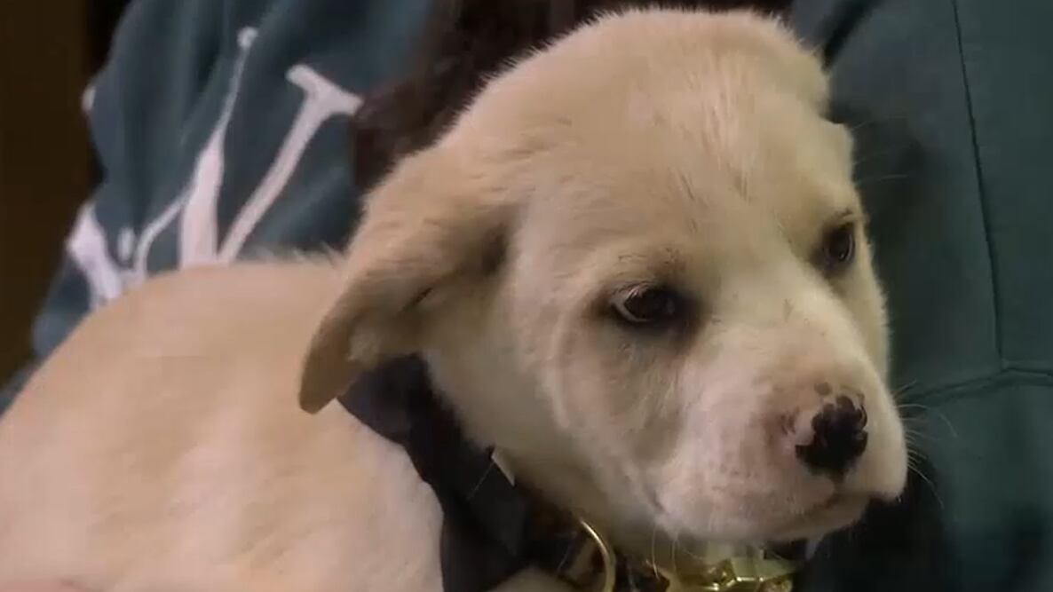 18 puppies saved by local rescue, now more pet fosters needed