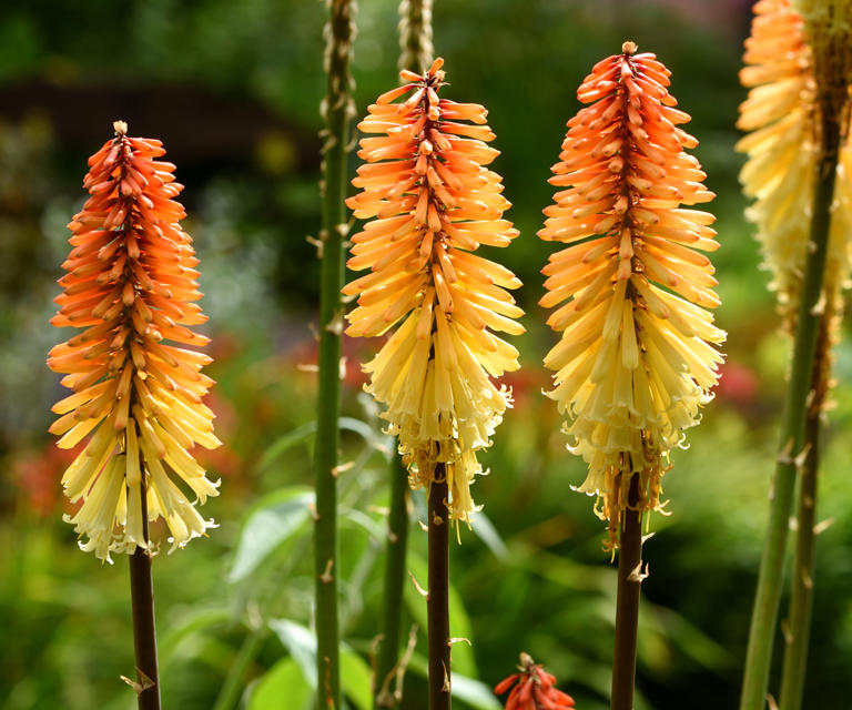 Is it necessary to fertilize red hot pokers? Here's what I do as a ...