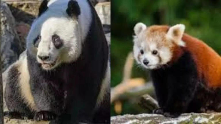 Red panda vs. giant panda: Discover the uniqueness between these two ...