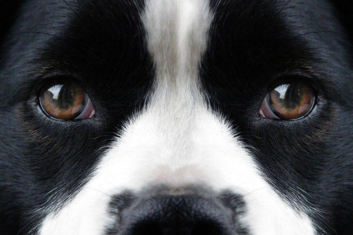 Dogs With Bad Eyes: Here are the 10 breeds of adorable dog prone to eye ...