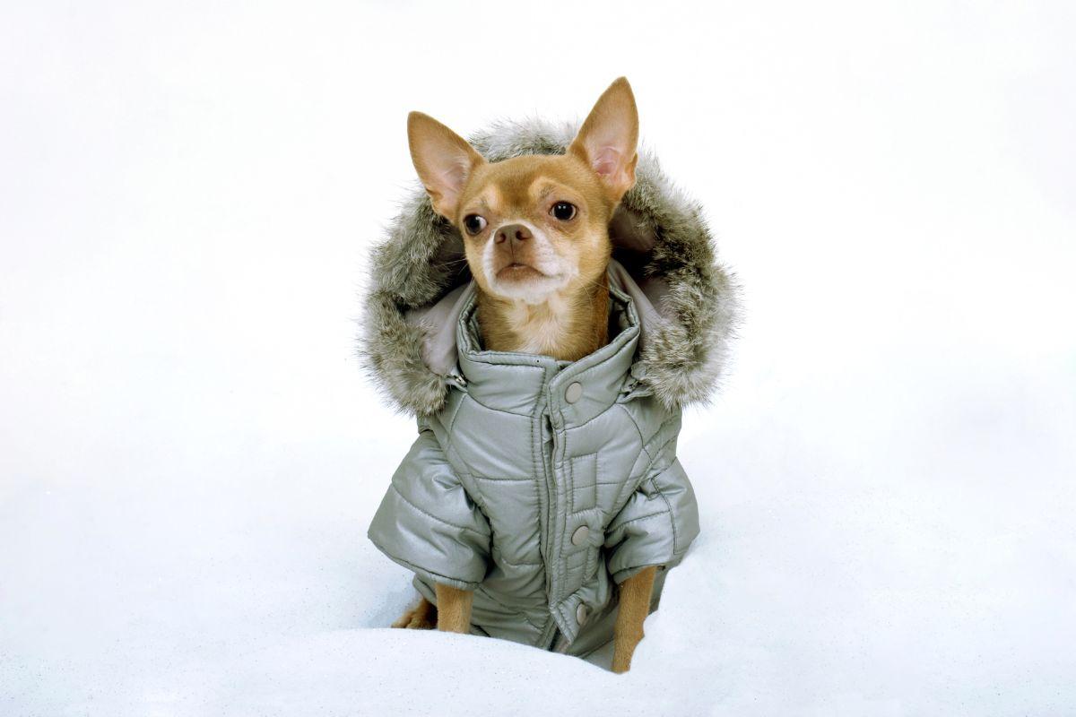 Cold Hating Dogs 2025: Here are 10 breeds of adorable dog that need ...