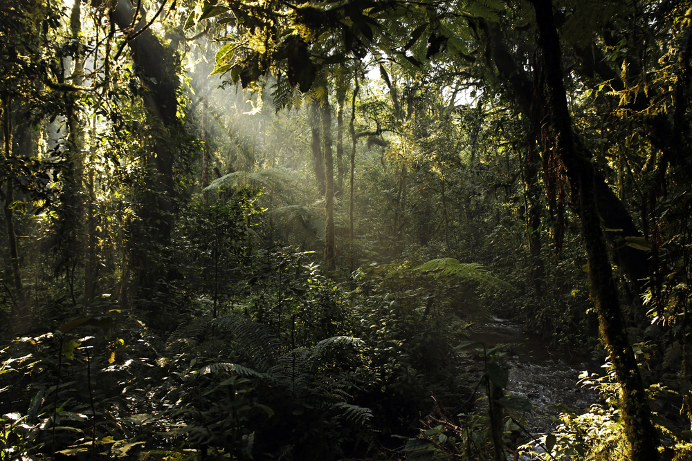 20 Remote Forests and Their Wildlife That Prove Humans Haven’t Yet ...