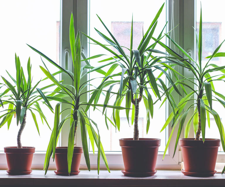 Why is my dragon tree drooping? 7 common causes and fixes from experts
