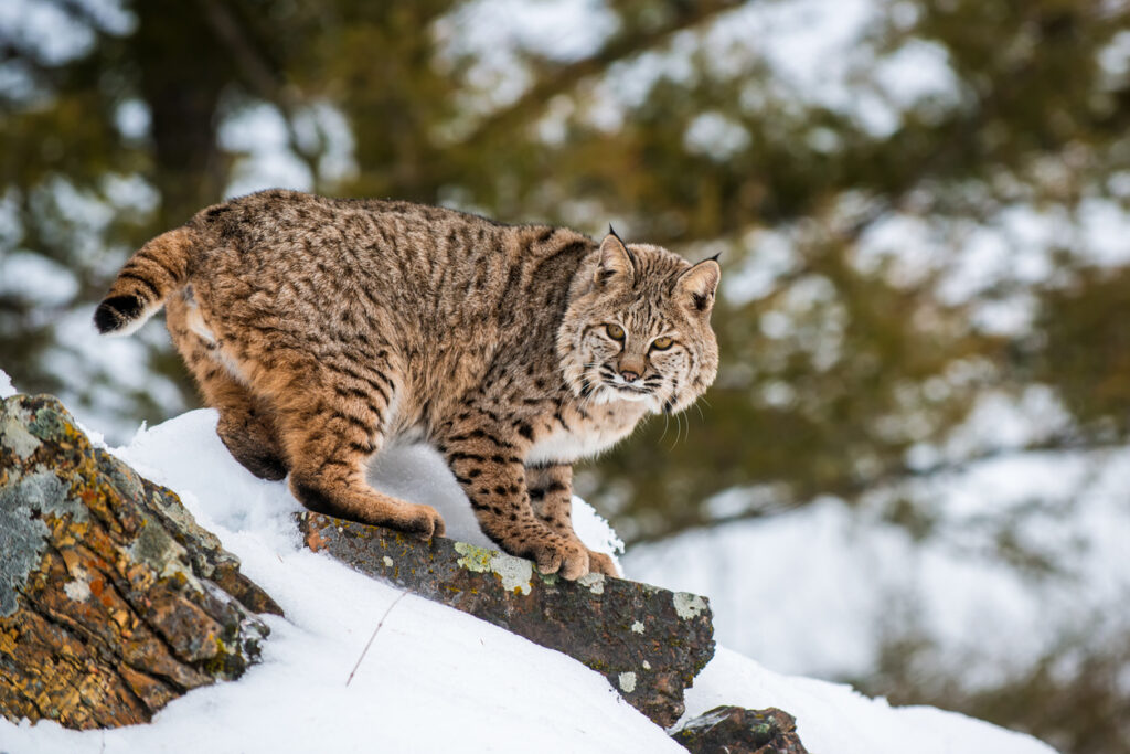 States with the Scariest Bobcat Encounters Revealed