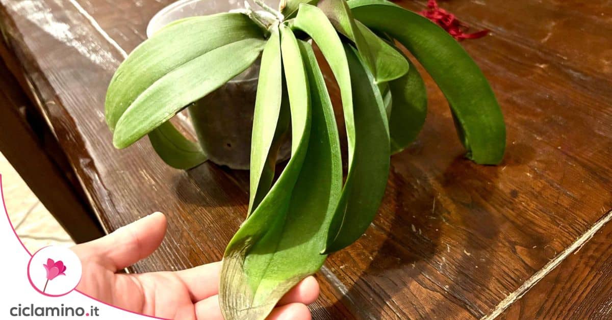 5 Carenze di minerali che puoi controllare guardando le foglie delle piante