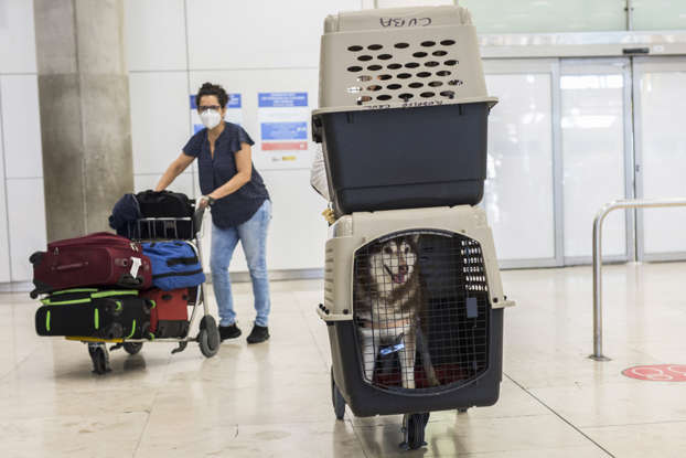 Pet travel 101: Everything you need to know Pet travel 101: Everything you need to know
