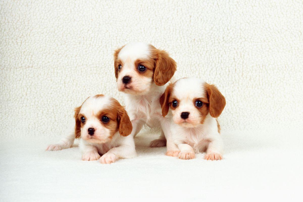 World Dog Names 2025: These are 13 weird and wonderful dog names ...