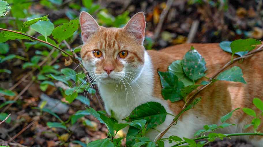 The importance of TNR programs in managing feral cat populations