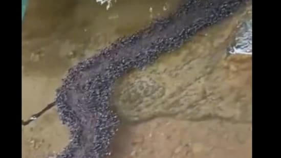 Ants build a living bridge over water, internet calls it 'nature's ...