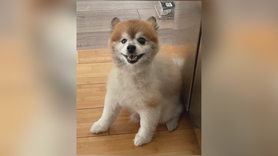 Berwyn family’s SUV stolen with senior dog inside