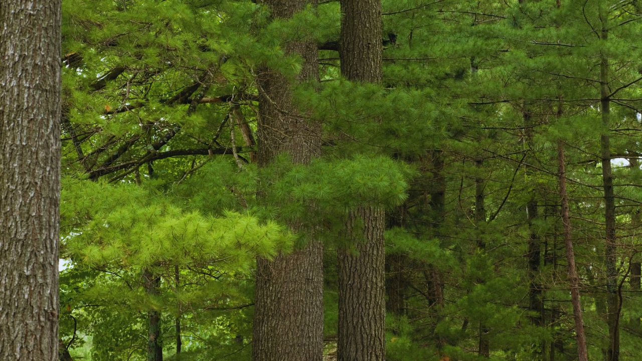 15 Things To Know About The Tree That Built America