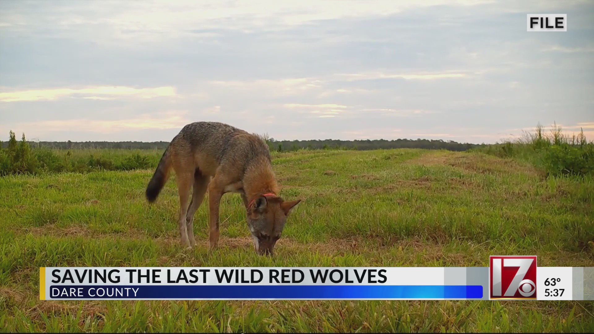 Group seeks to save the last of NC red wolves