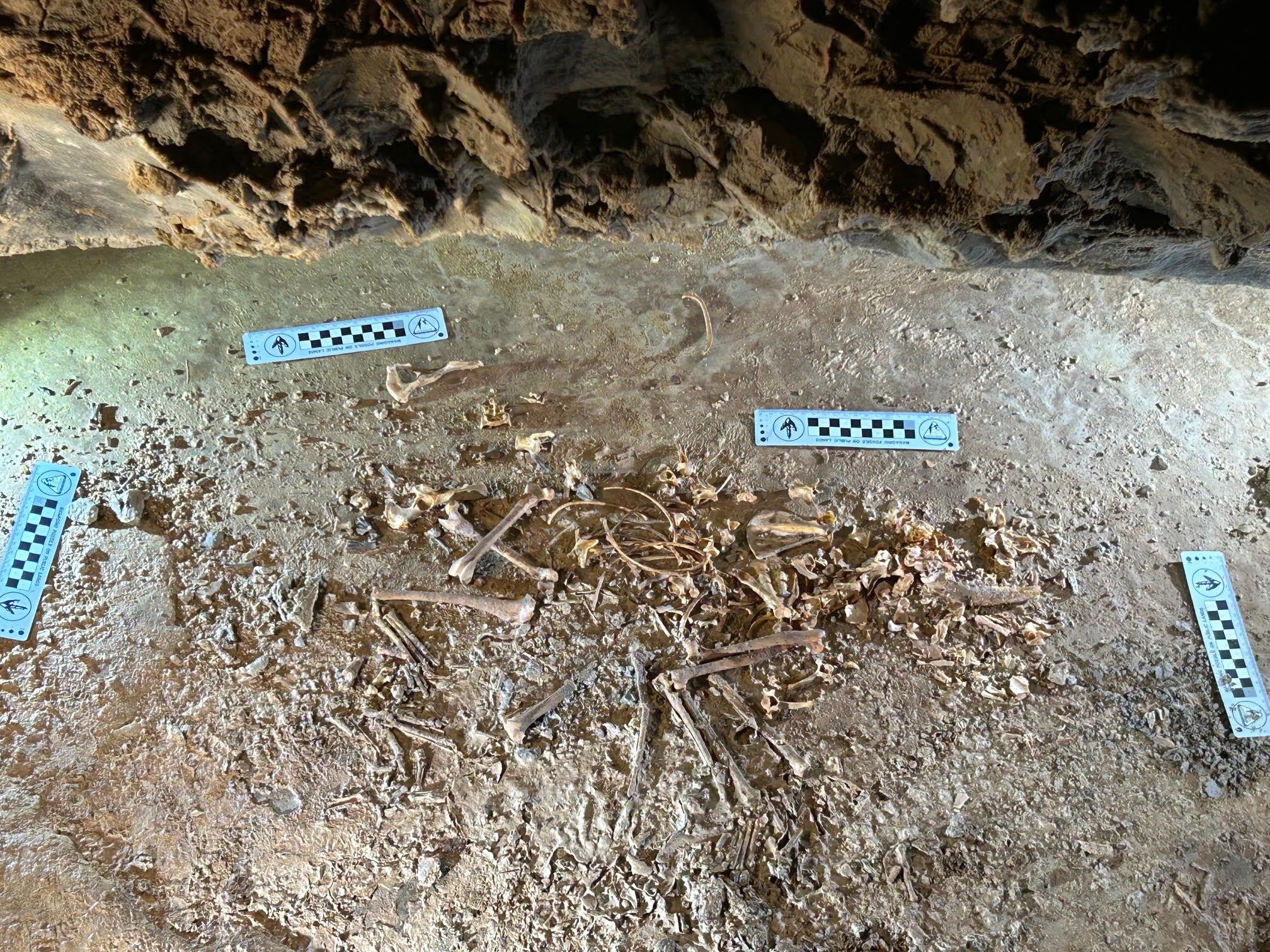 26,000-year-old Ice Age fox recovered in Utah cave