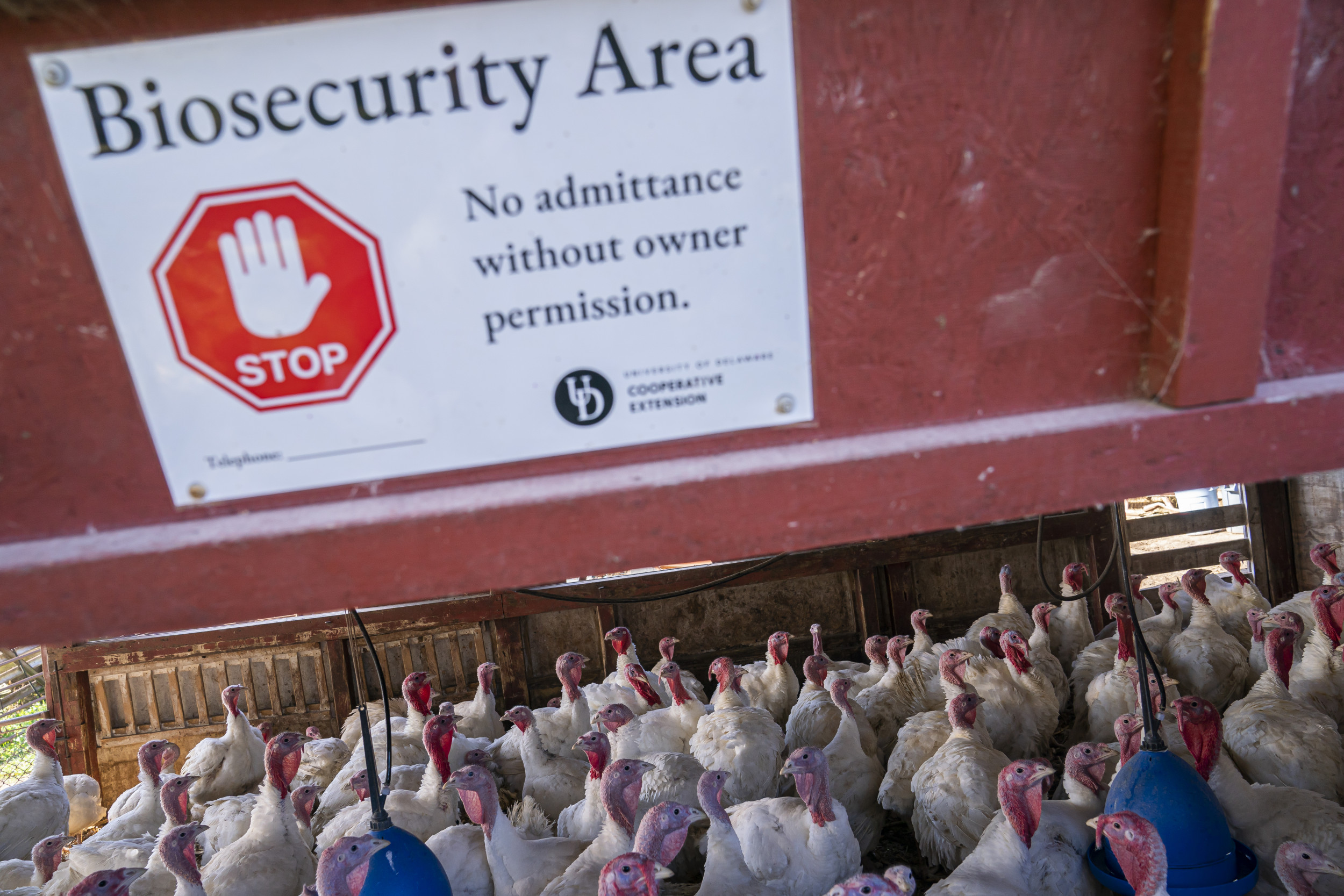 Joe Biden Under Pressure to Approve Bird Flu Vaccine