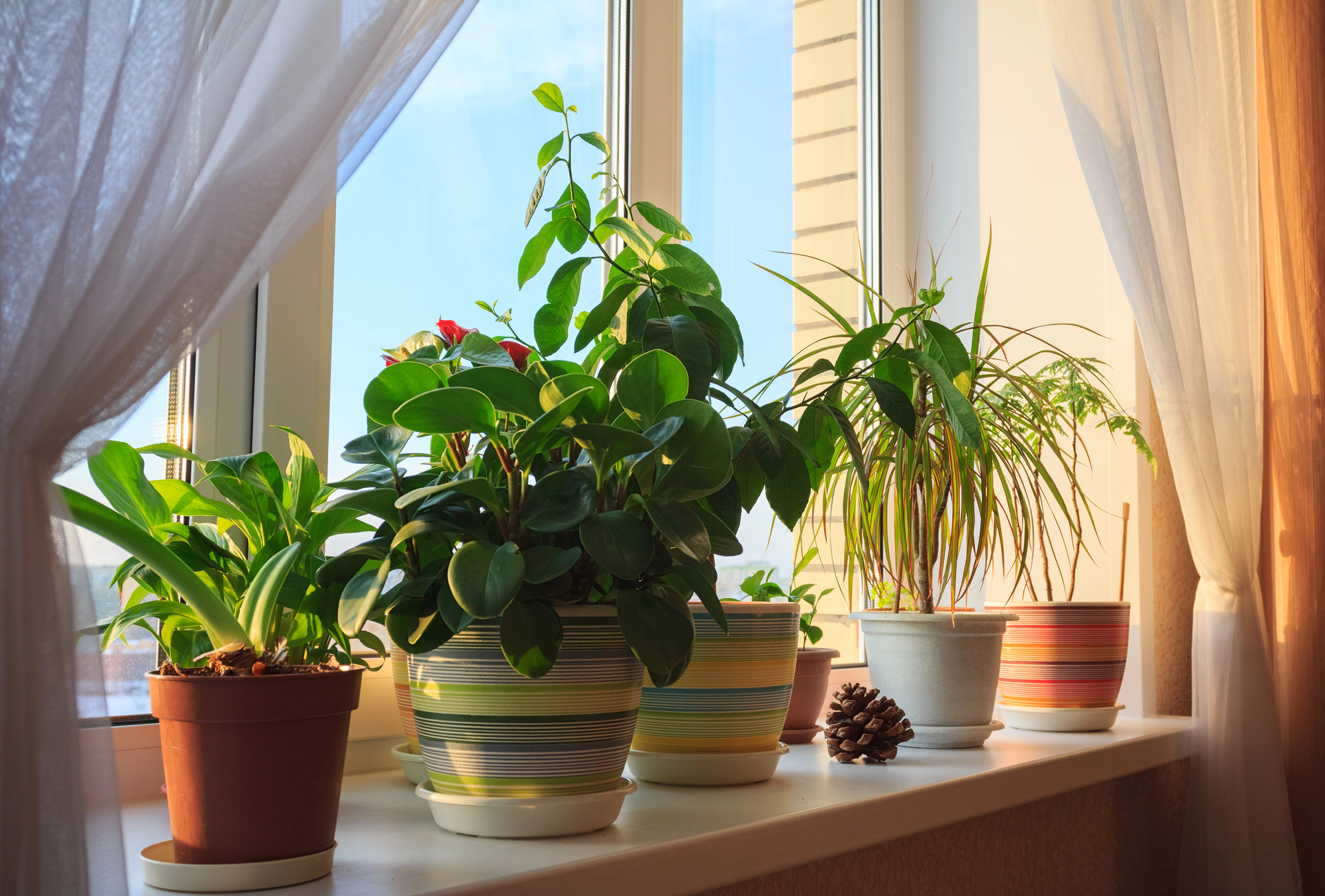 18 houseplant display hacks that instantly brighten any room
