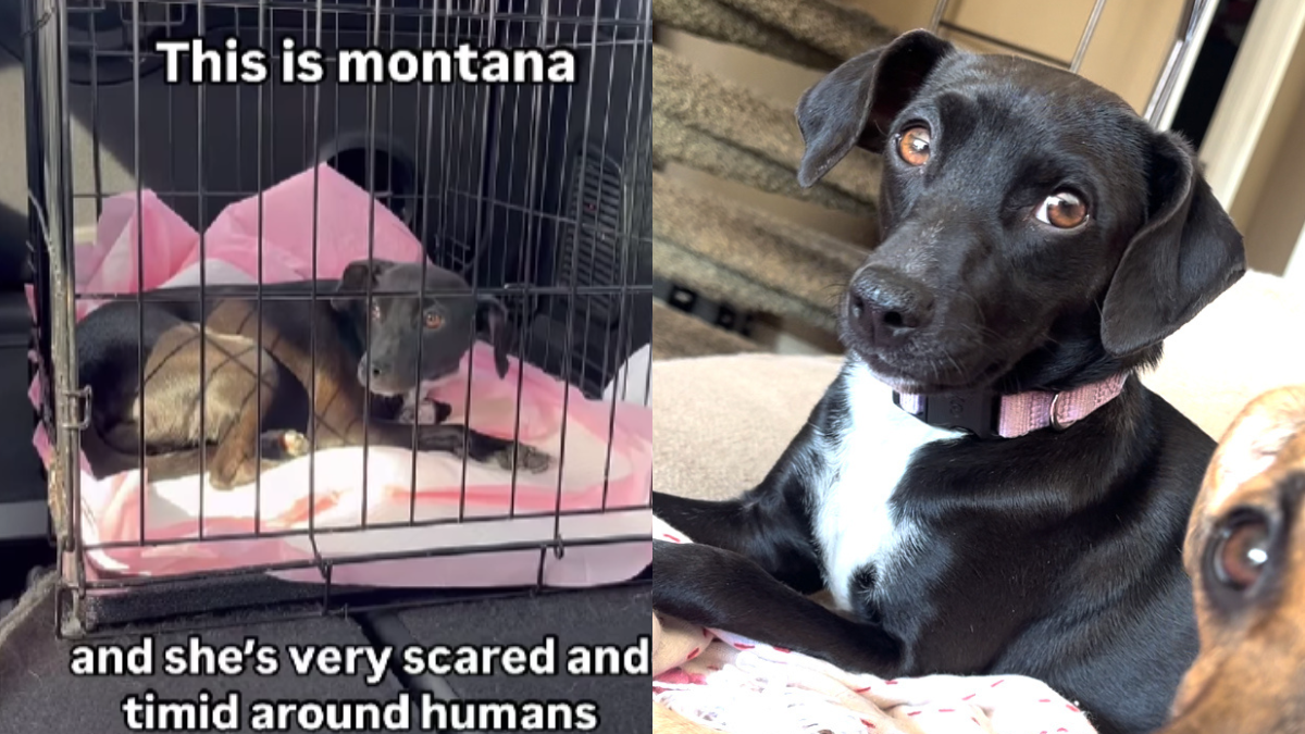 Watch the Heartwarming Moment a Feral Dog Sprints Full Speed to Her ...