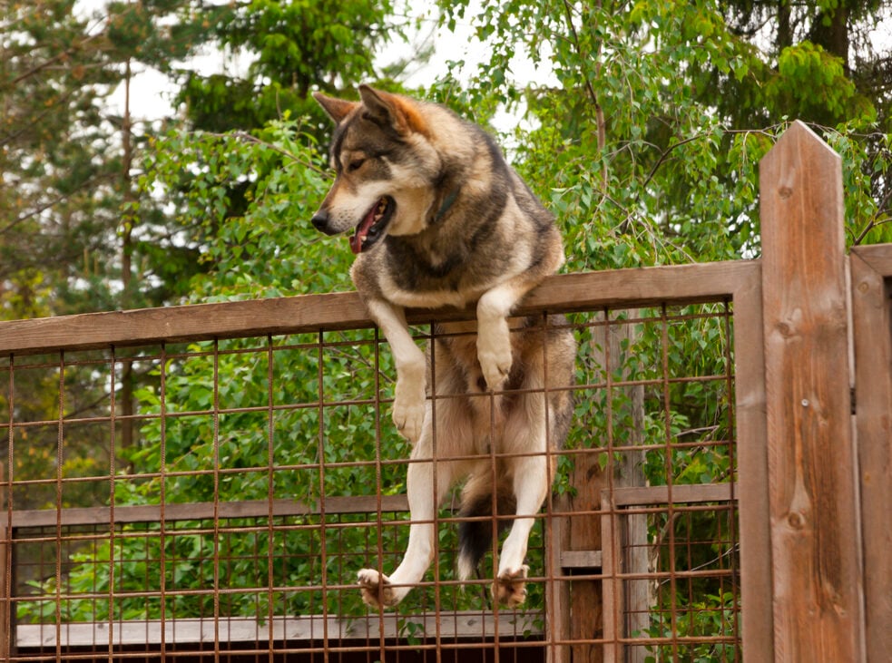 15 Highly Unpredictable Dogs Who Love to Escape