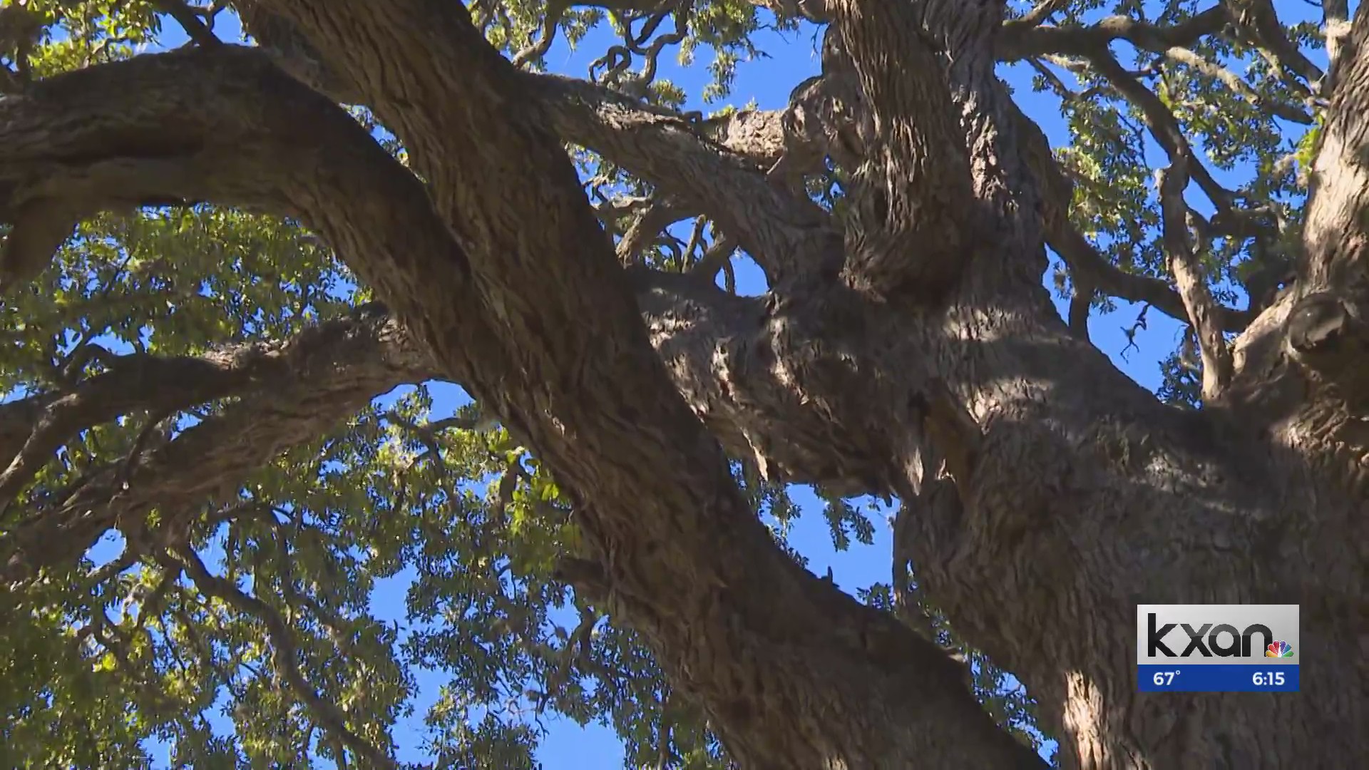 Citizens in Kyle want to save a reportedly 400-year-old tree named ‘Jolene’