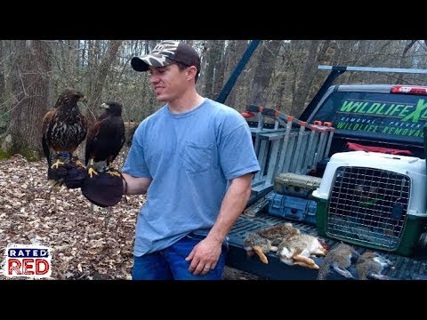 The Art of Falconry—How Experts Train These Raptors to Hunt