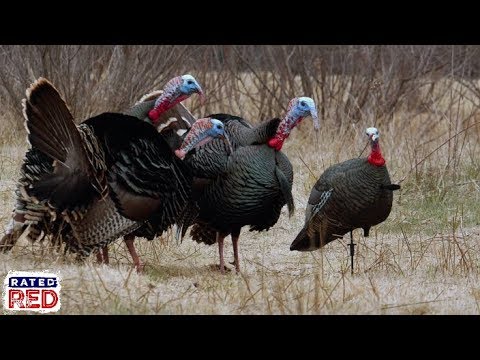 How Rio Grande turkeys differ from other breeds