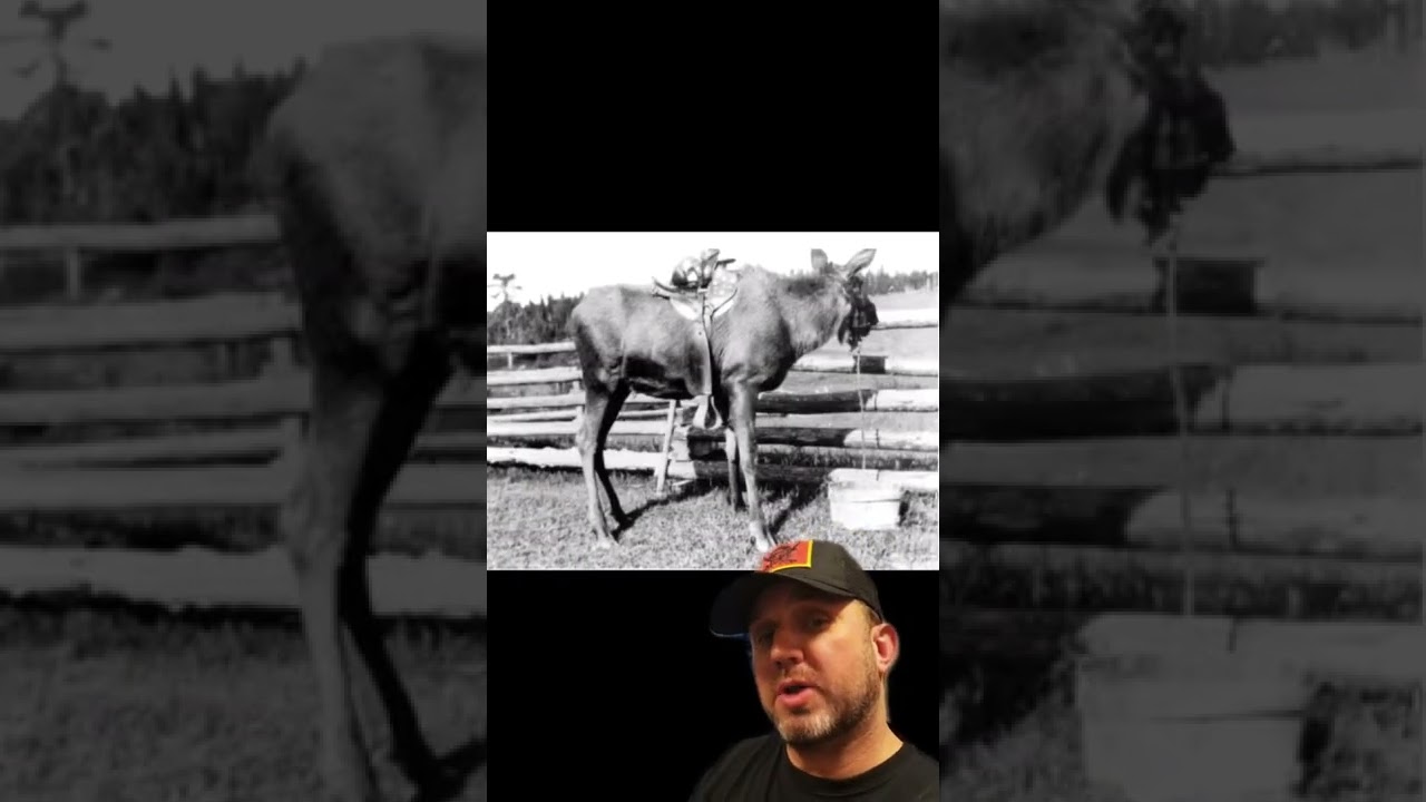 Domesticated Rideable Moose