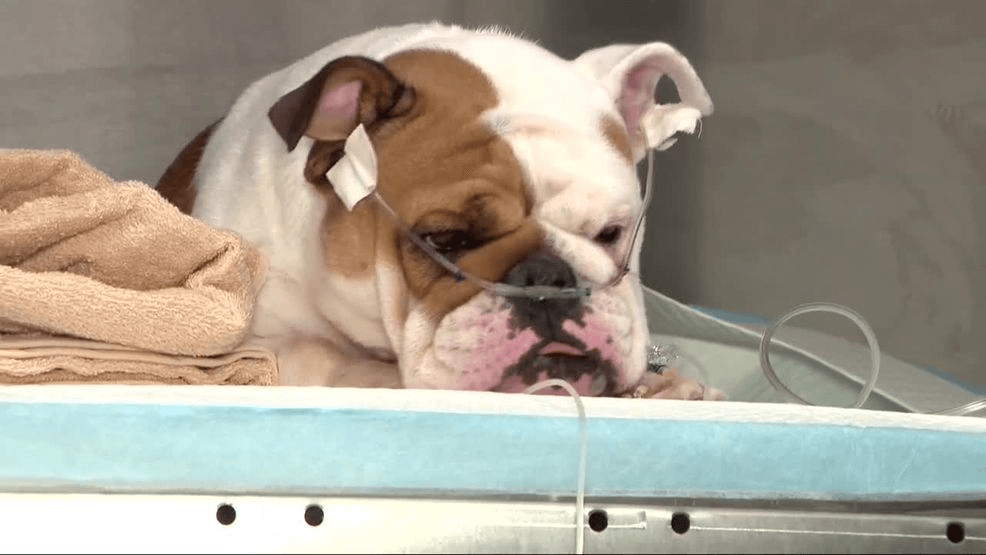 Las Vegas proposes stricter animal cruelty laws, targeting abandonment ...