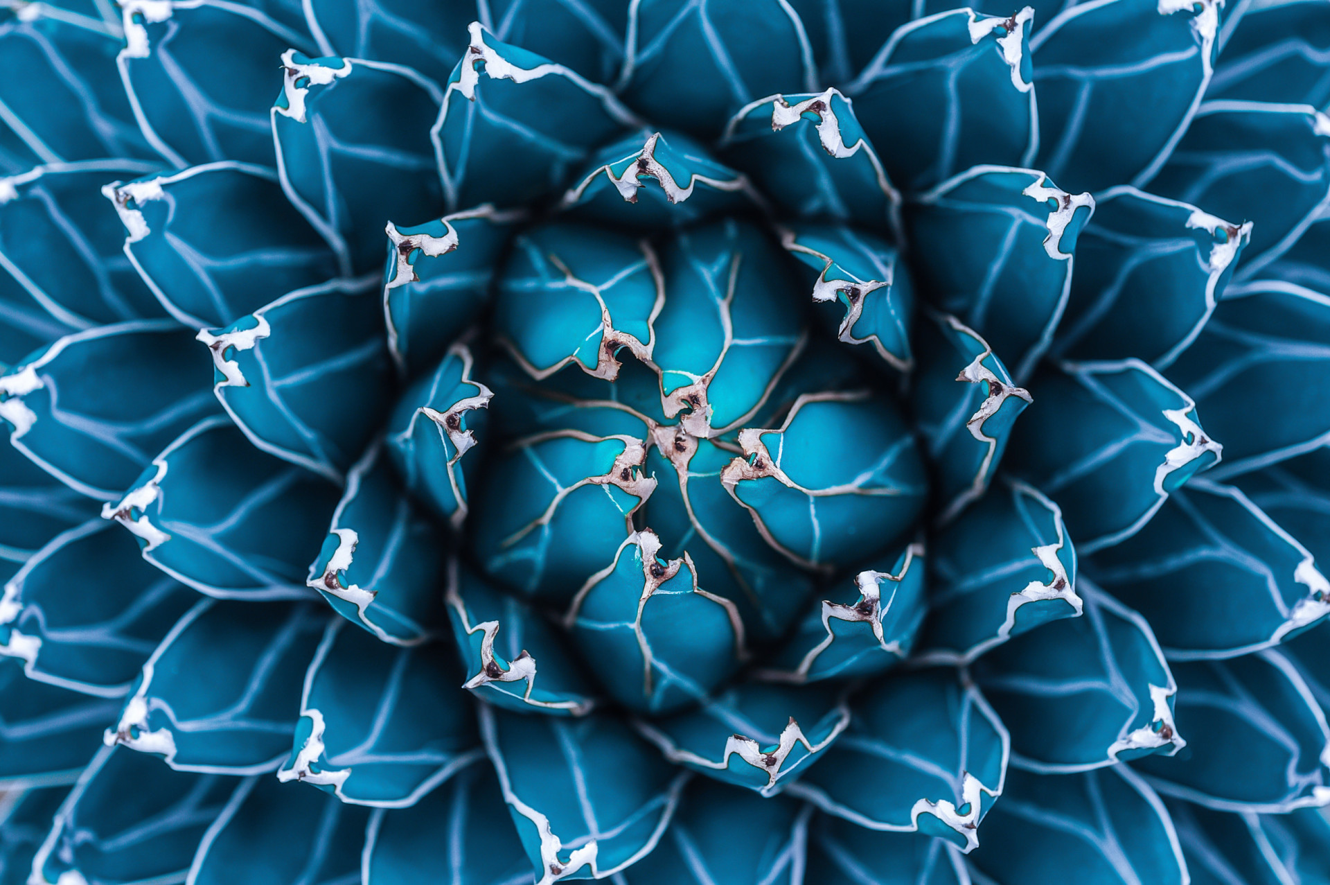 Why is the color blue rare in nature?