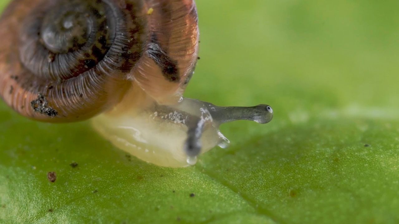 1,329 tiny snails on 'edge of extinction' released on remote Atlantic ...