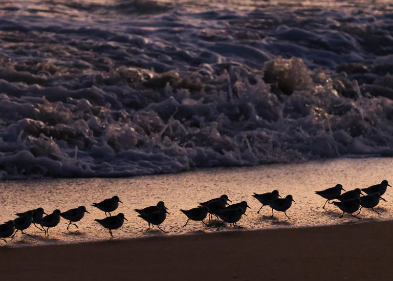 Will Florida get view of northern lights on New Year's Eve? See the map