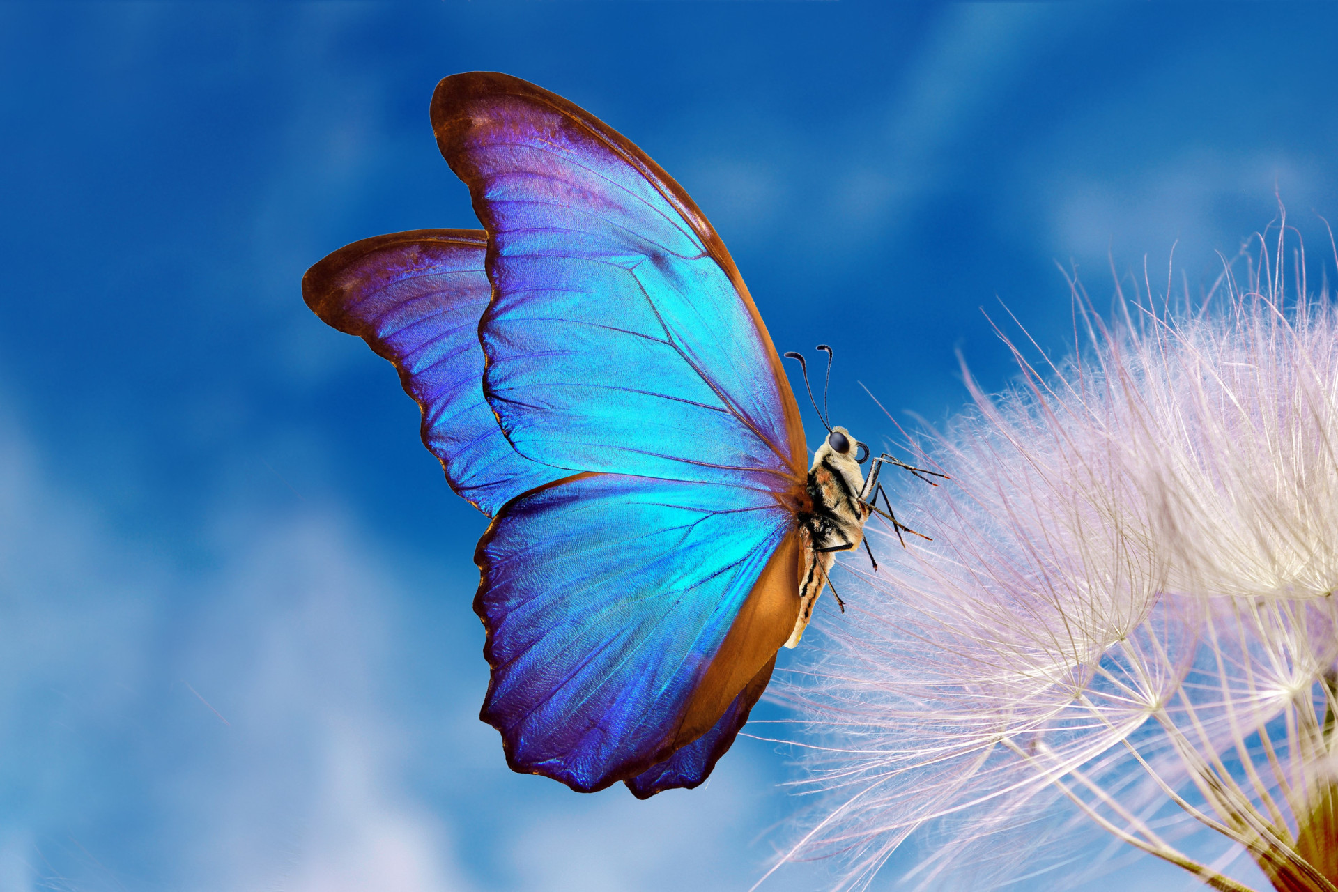 Why is the color blue rare in nature?