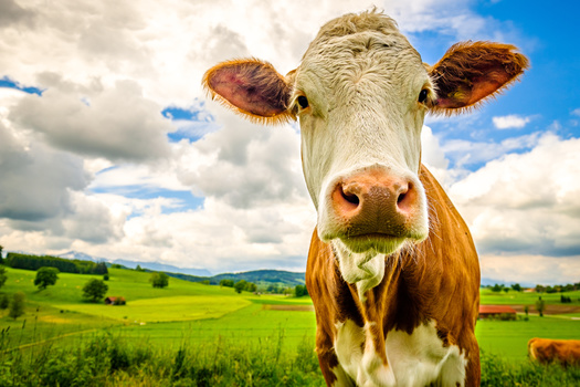 Experts: Poor farming practices cause most toxic E. coli outbreaks