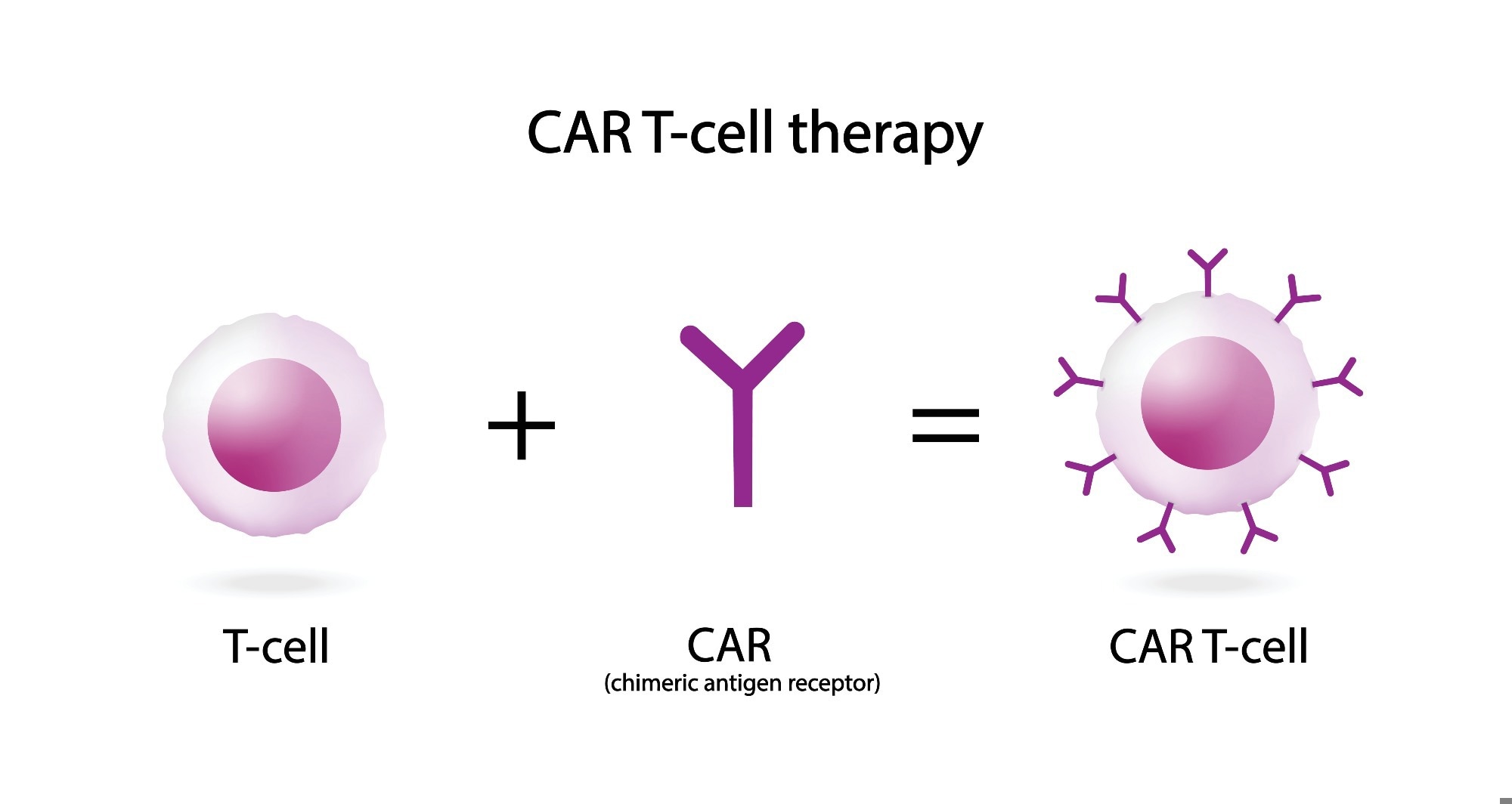 Dissecting the Cellular Pathways Behind CAR T Cell Therapy
