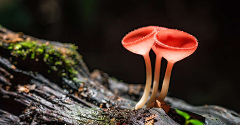 The 12 Tiniest Creatures Found on Earth The 12 Tiniest Creatures Found on Earth