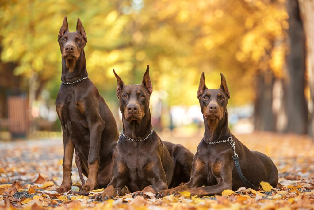 14 Fierce Dog Breeds That Are Every Intruder’s Worst Nightmare