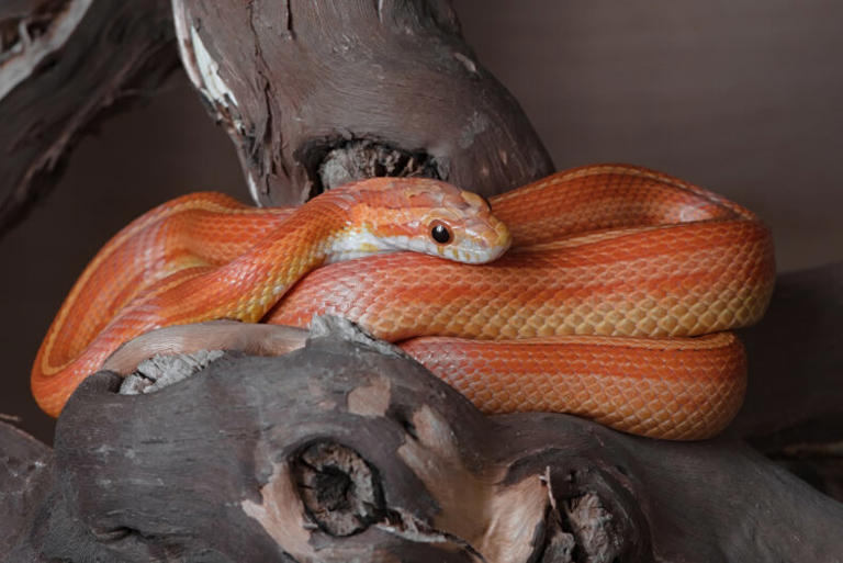 If You Want To Add A Slithery Friend To Your Household, Corn Snakes ...
