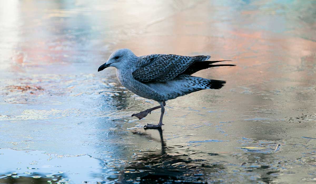 Cold weather set to hit Ireland with temperatures to drop below freezing