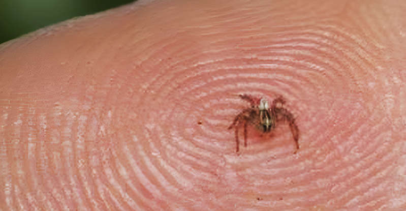 The 12 Tiniest Creatures Found on Earth The 12 Tiniest Creatures Found on Earth