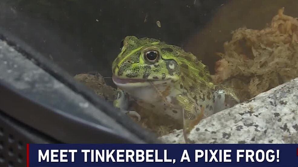 Zoo Buddy: Pixie Frog!