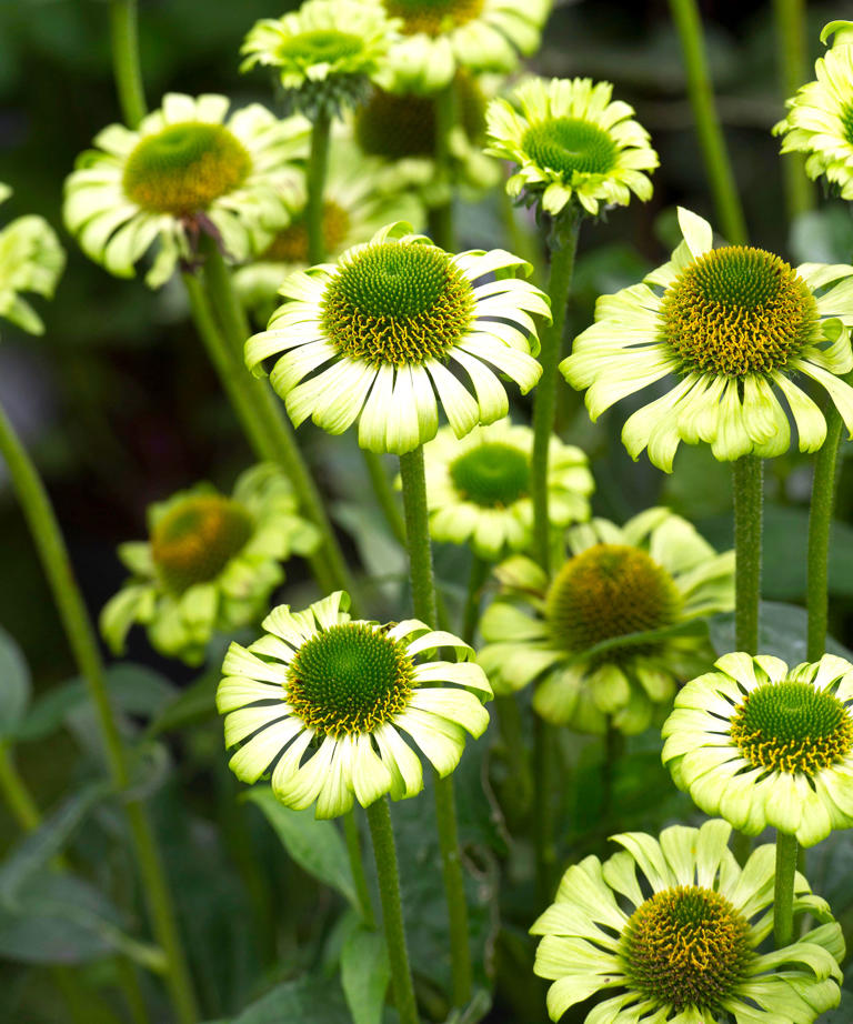 How to grow coneflower – expert advice on planting and caring for these ...
