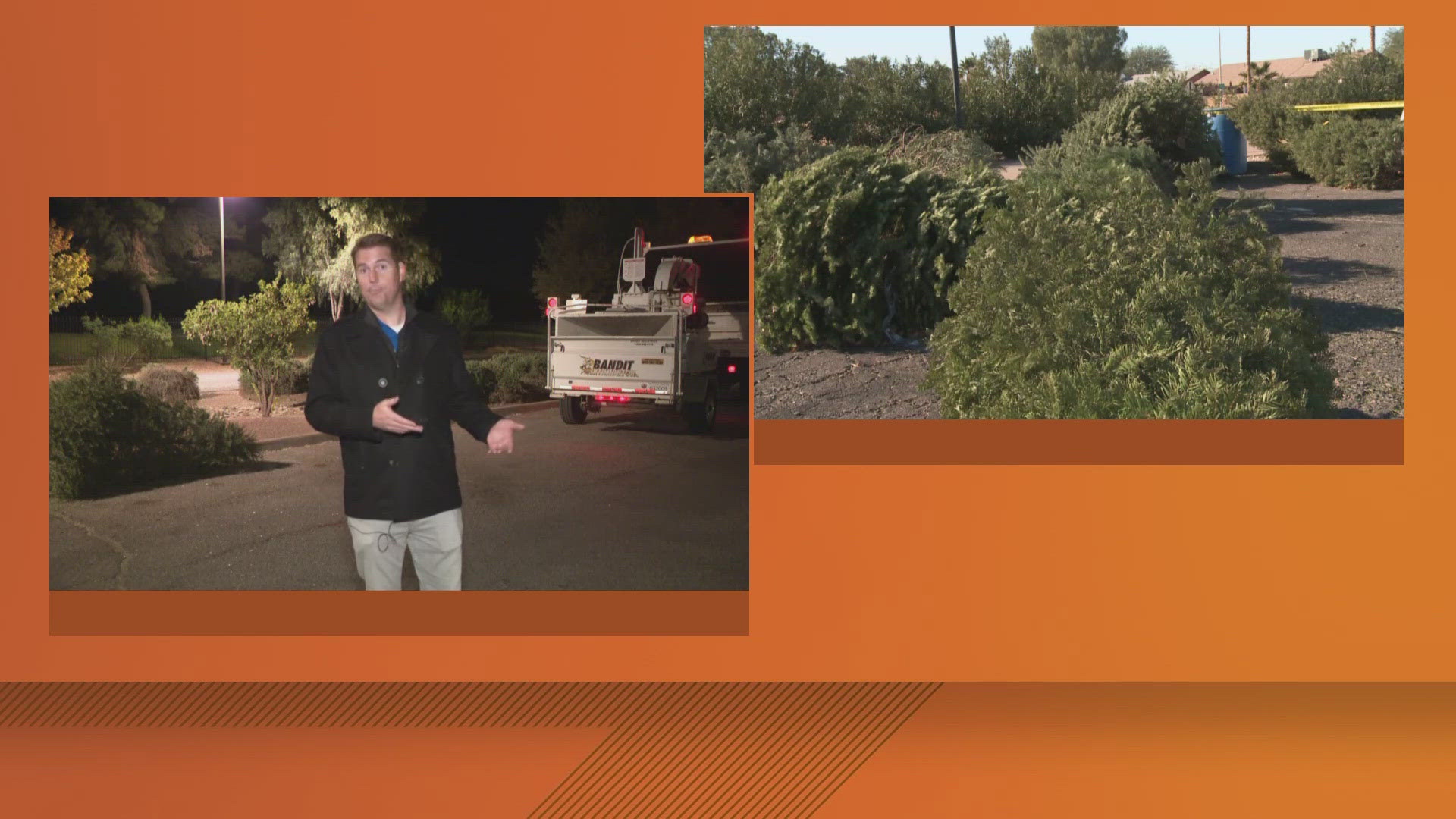 How to properly compost your Christmas tree