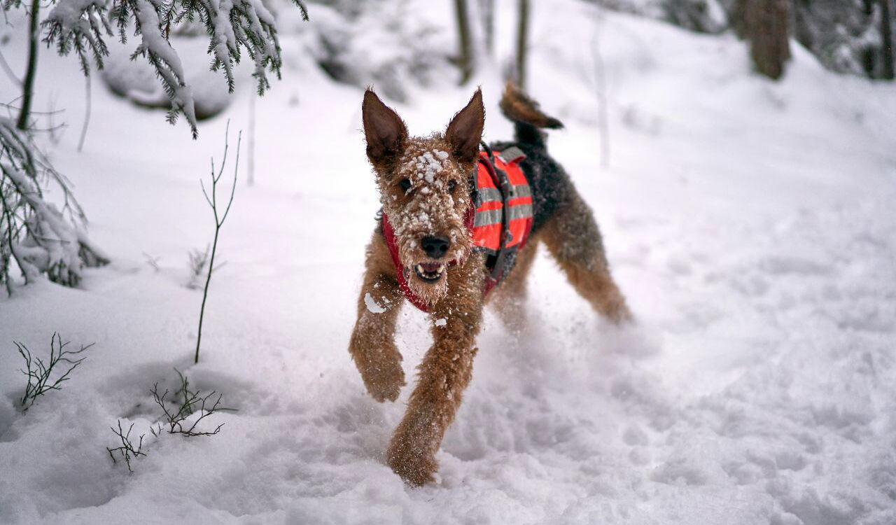 10 Reasons Why the Airedale Terrier Is the Ultimate Terrier Breed 10 Reasons Why the Airedale Terrier Is the Ultimate Terrier Breed