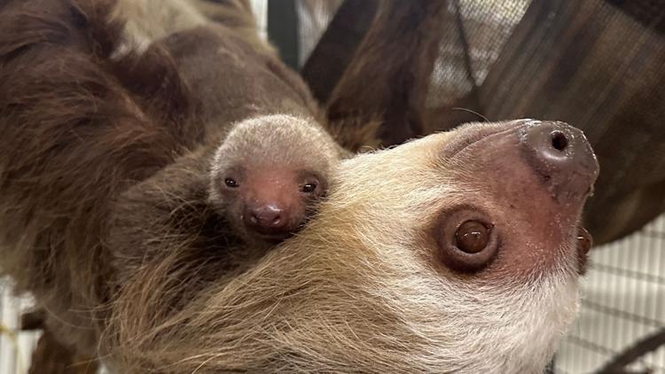 Adorable baby sloth makes debut at Colorado Zoo