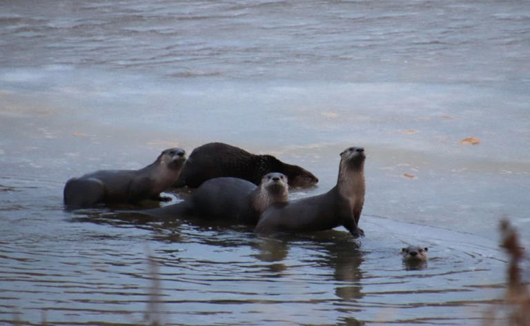 Otters spotted on the Big Sioux River