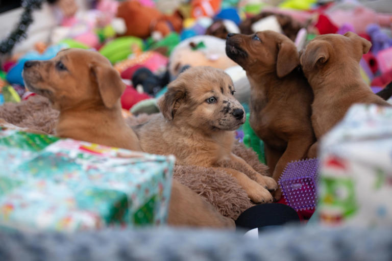 Border-crossing 'bridge pups' chase doggy American dream