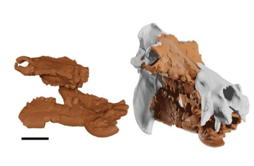 Greek scientists digitally reconstruct skull of 200,000-year-old dwarf ...