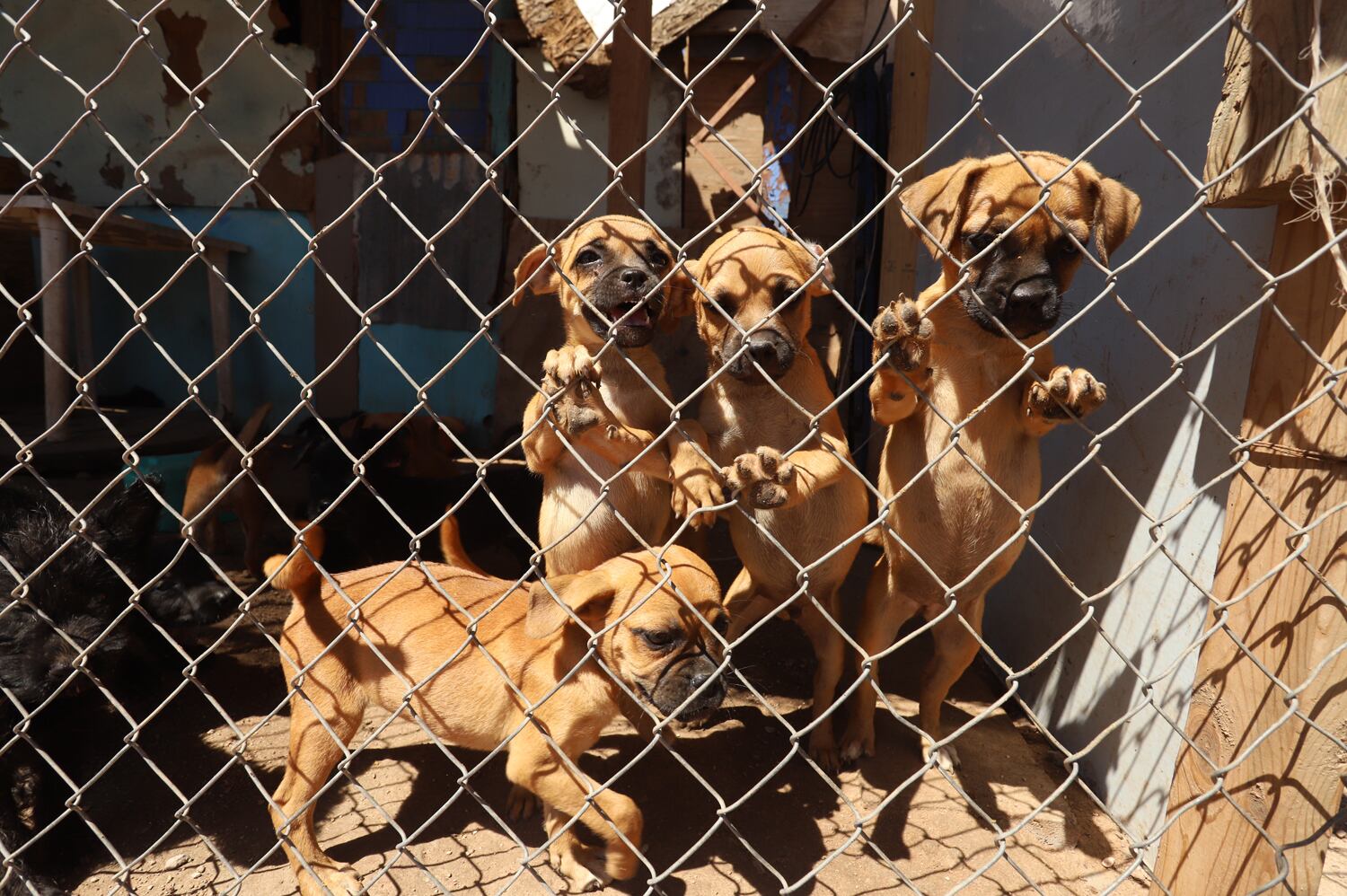 Buscan un santuario animal en Tijuana