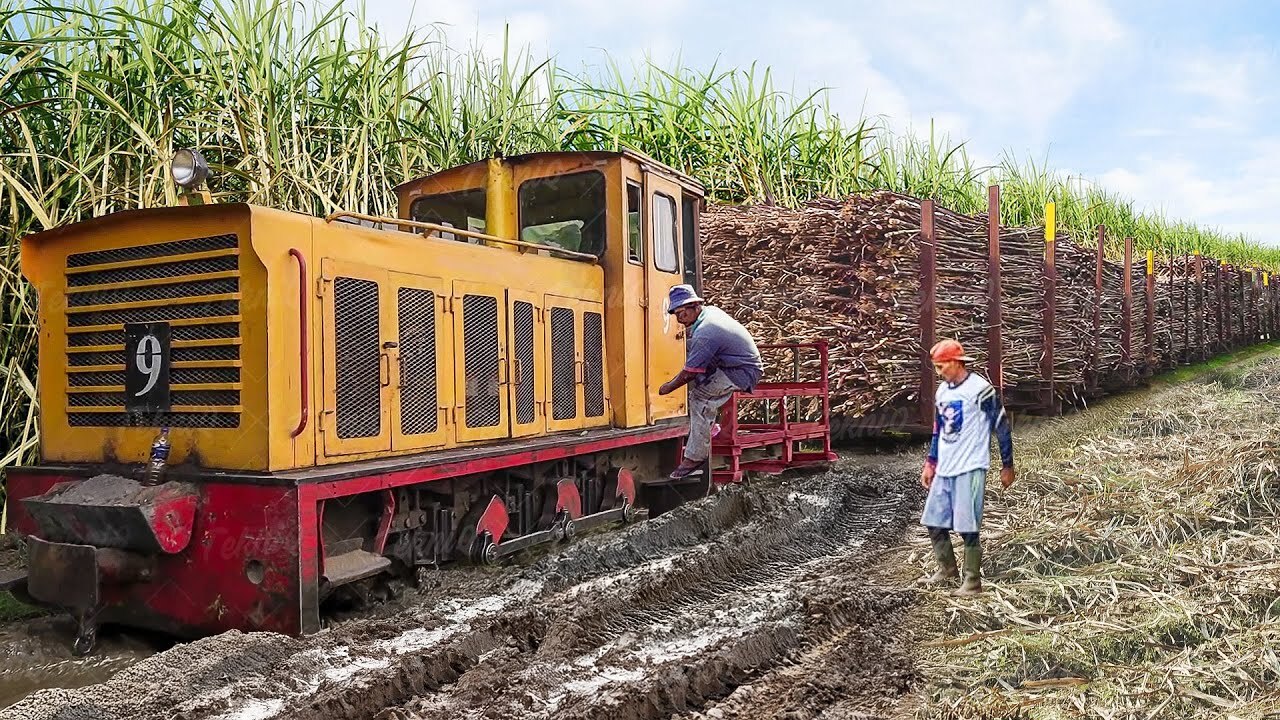 Transporting Million of Tons of Sugarcane With Primitive Trains