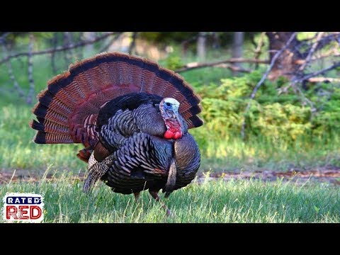 Four Pro Tips for Hunting Turkeys Like an Expert